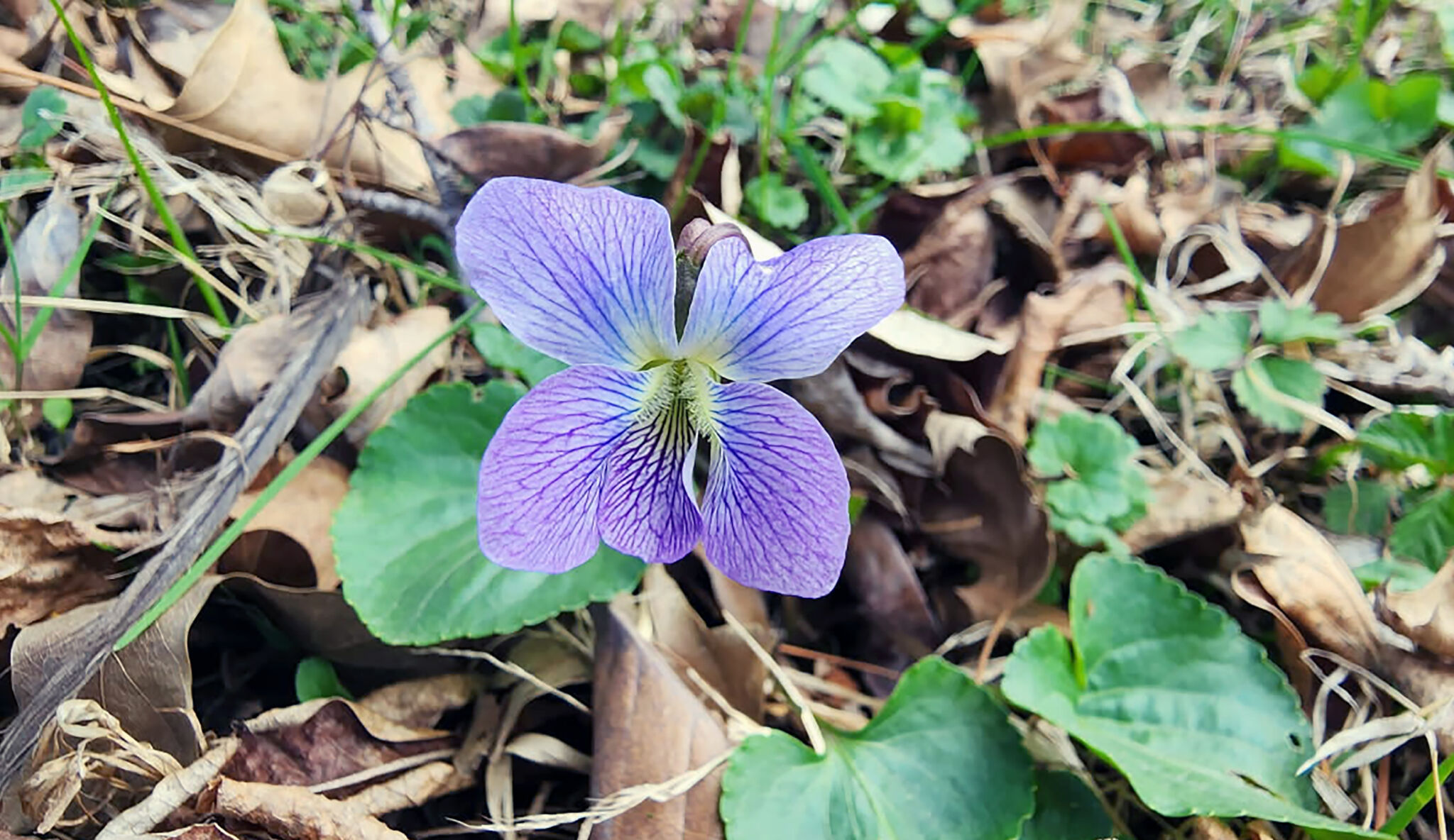 Everything's coming up ... violets ... in spring in Illinois