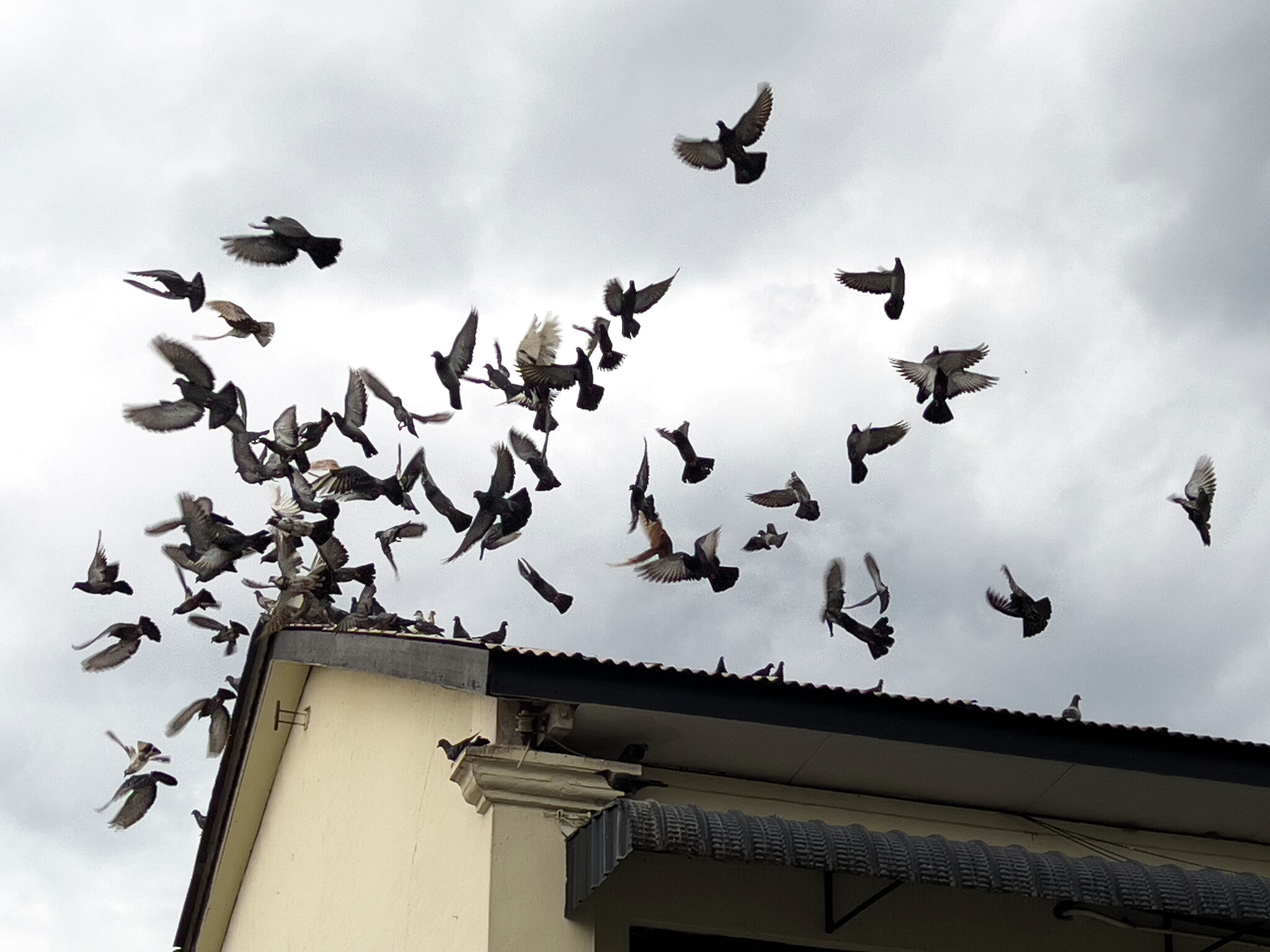 Avian flu detected in Texas mammals, spreading across counties
