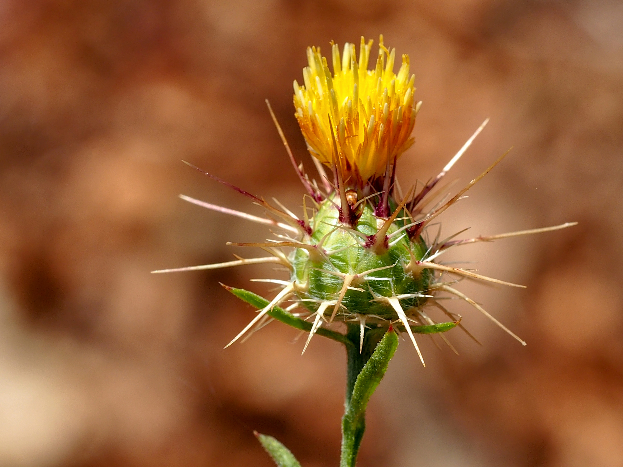 Common invasive species found locally are ecological threats