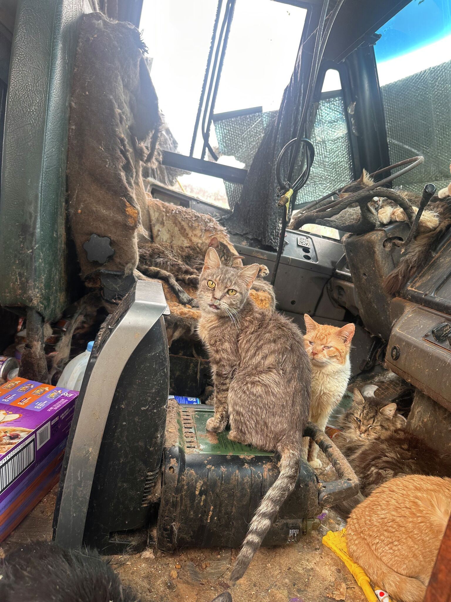 64 cats rescued from filthy bus in Orange County, owner charged