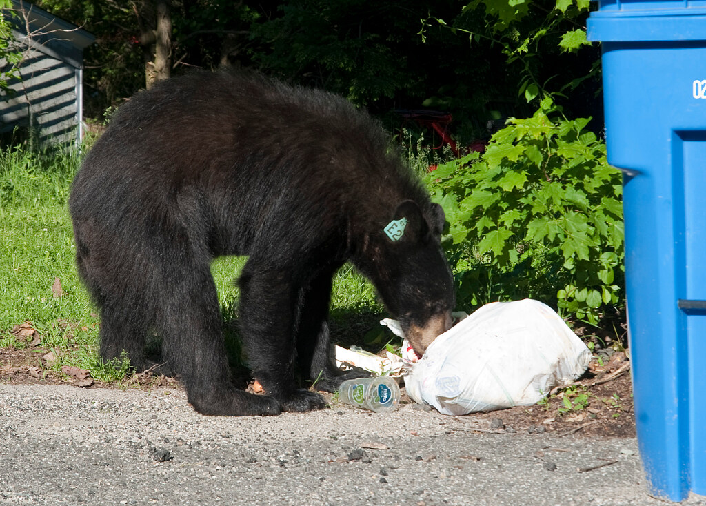 Study says Bridgeport police need less staffing than chief, union want