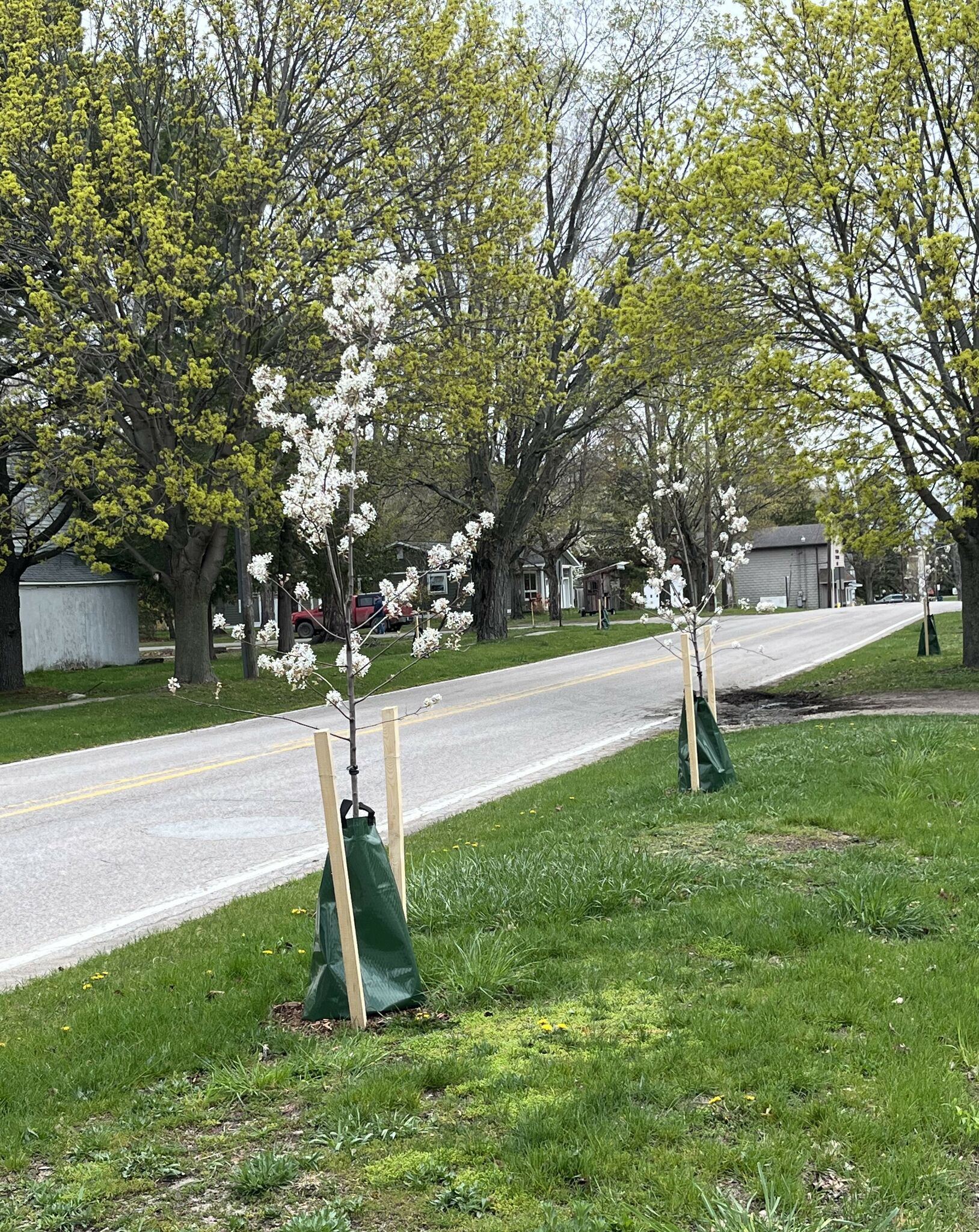 Arcadia Arbor Day event features tree planting, volunteer awards