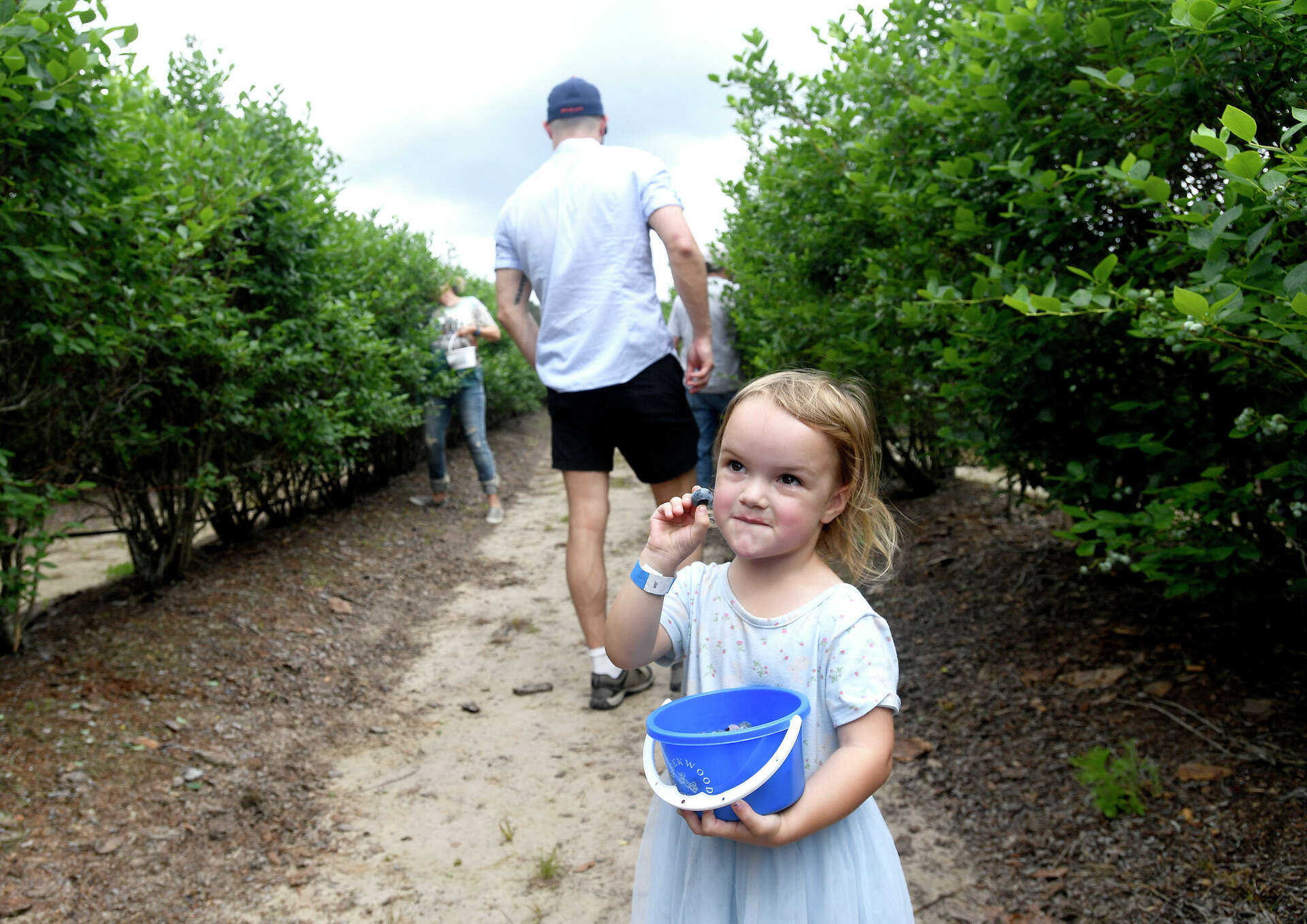 Southeast Texas Blueberry Festival opens at Creekwood Farms in Vidor