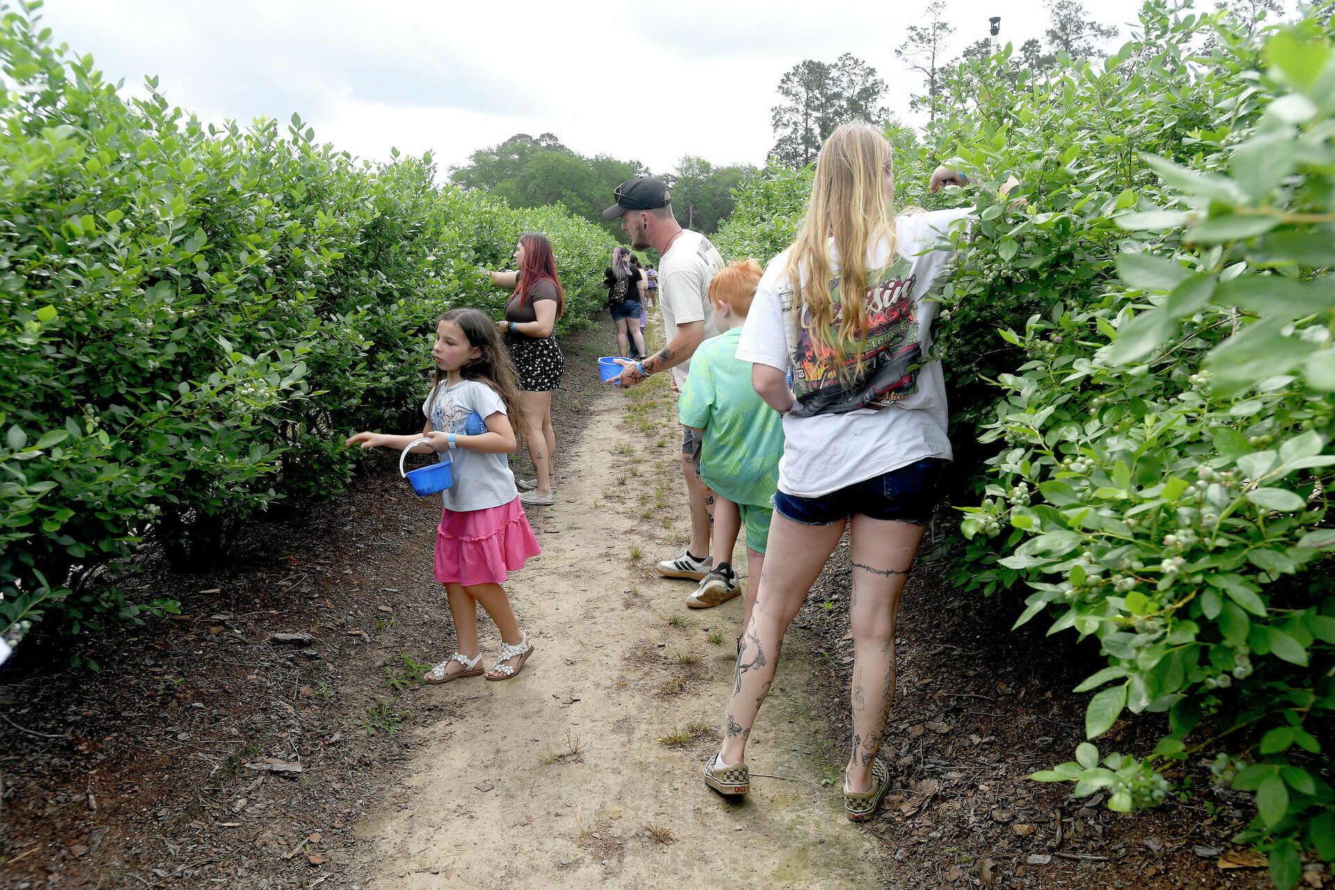 Southeast Texas Blueberry Festival opens at Creekwood Farms in Vidor