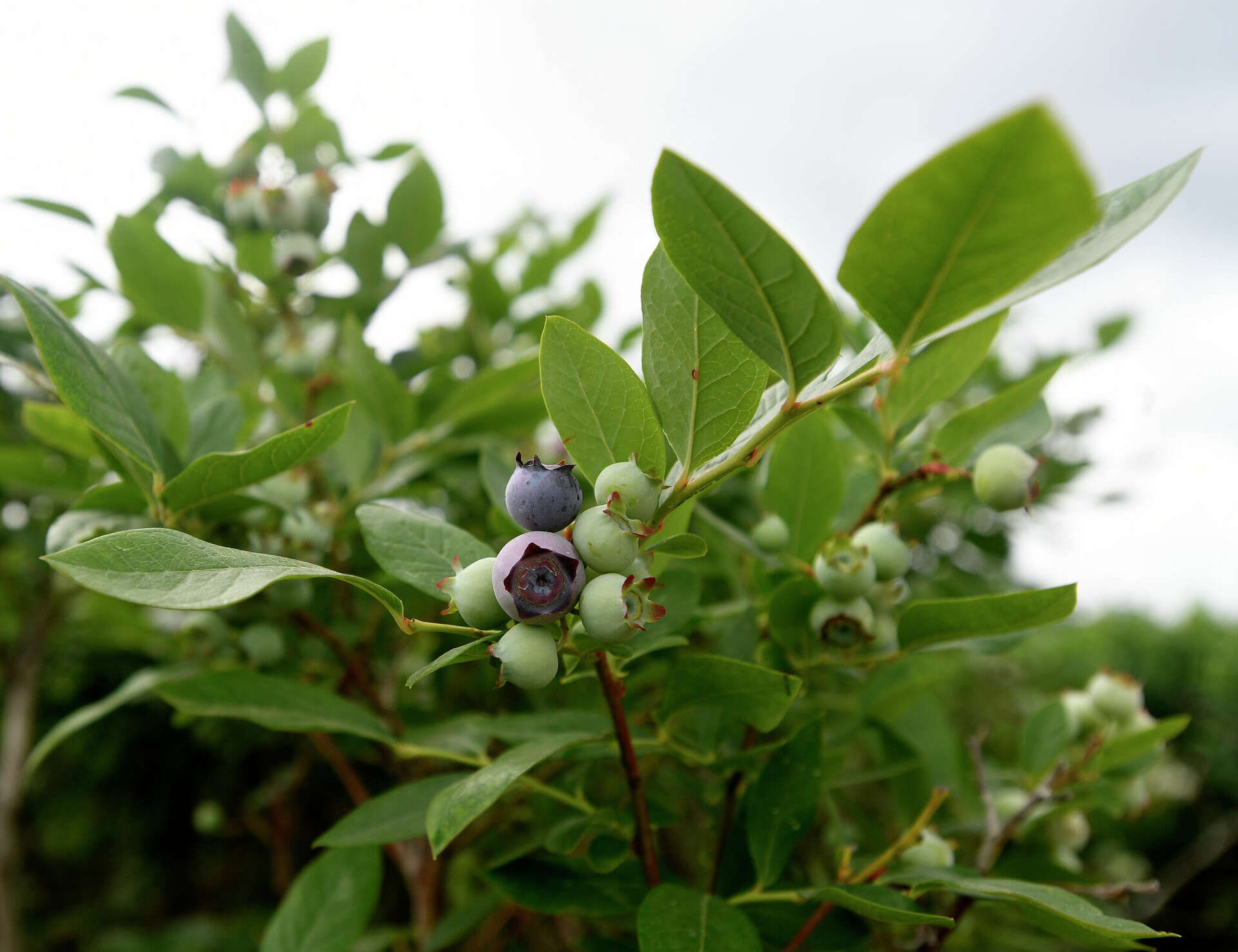 Southeast Texas Blueberry Festival opens at Creekwood Farms in Vidor