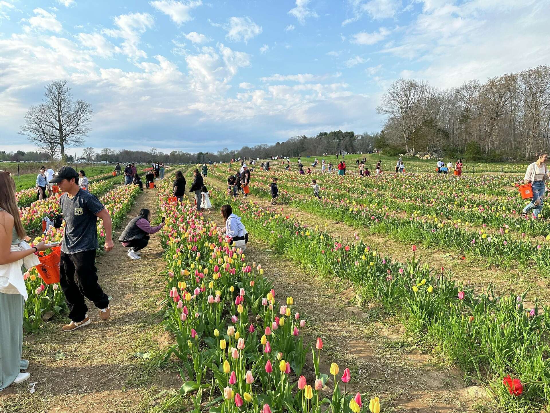 Wicked Tulips 'u-pick' flower farm in Preston opens this week