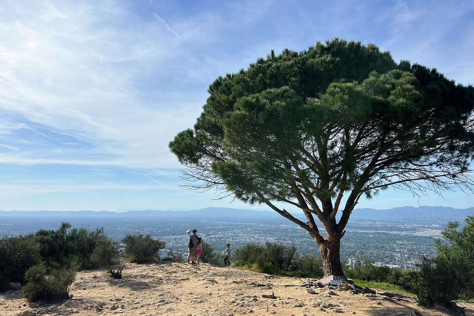 The lone California tree that a celebrity stepped in to save