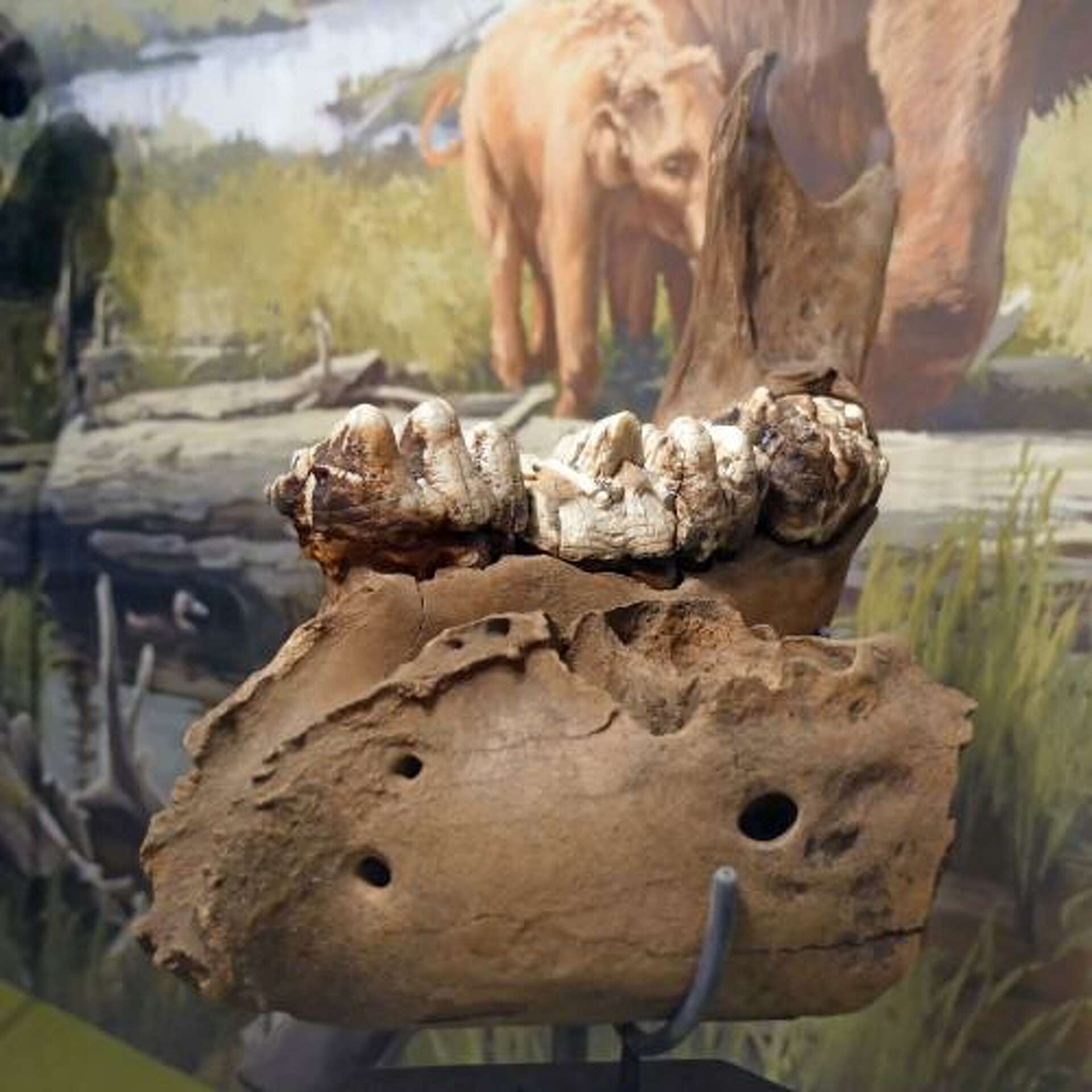 Dire wolves are back (sort of). Could the Cohoes mastodon be next?