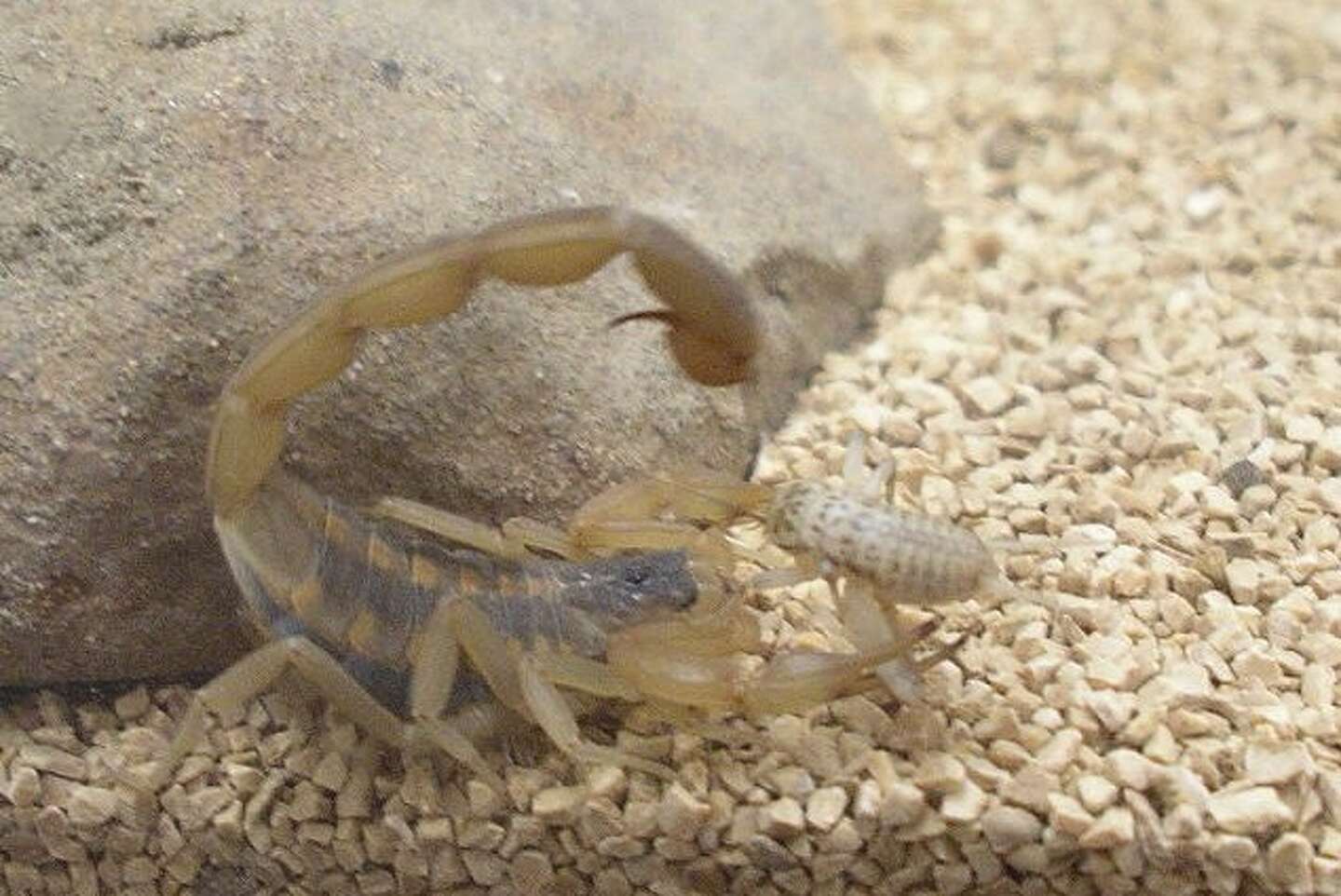 Texas scorpion guide: Identification and prevention tips