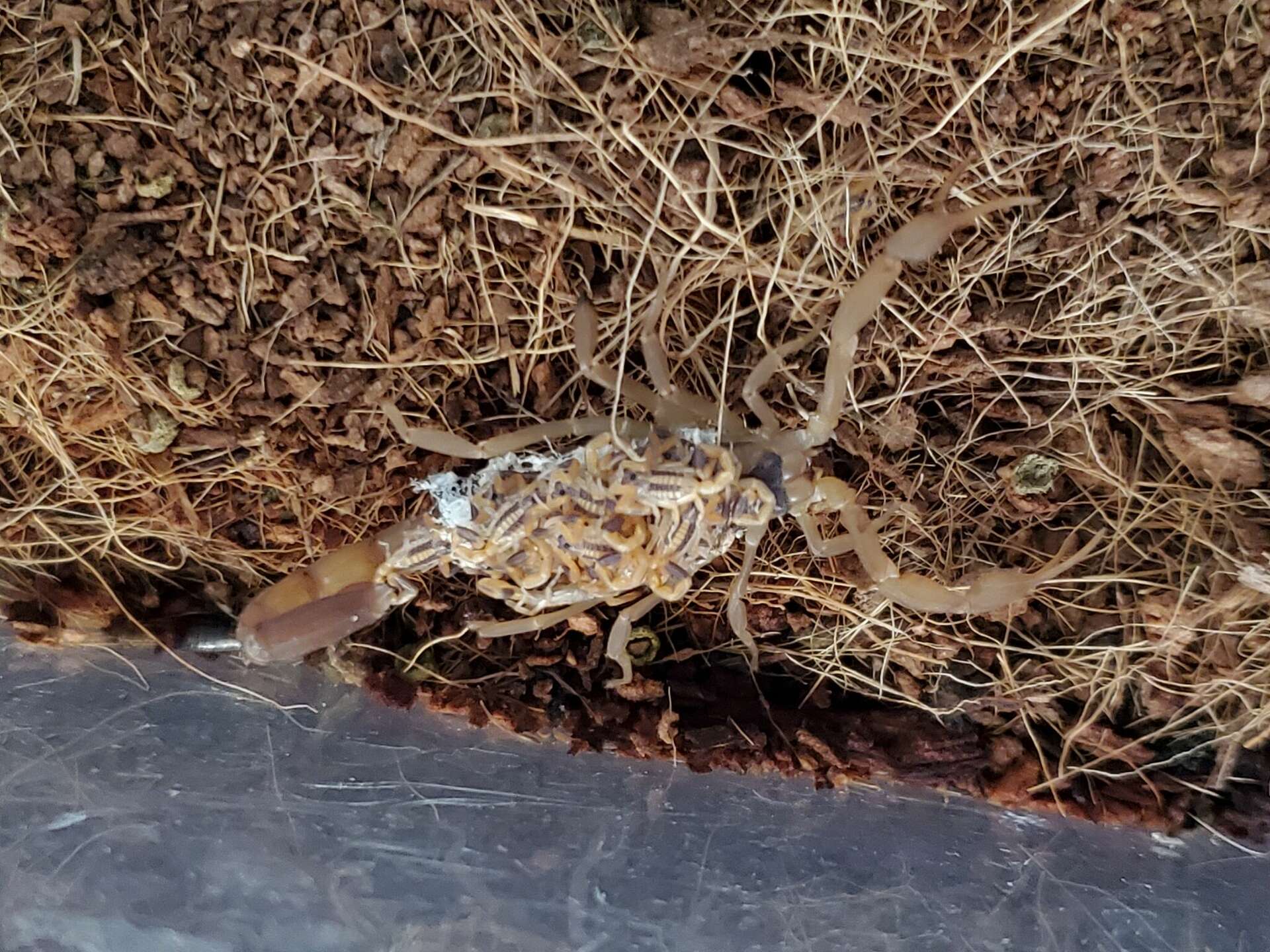 Texas scorpion guide: Identification and prevention tips