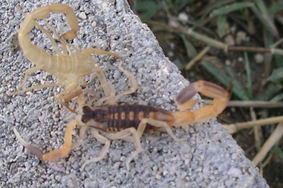 Texas scorpion guide: Identification and prevention tips