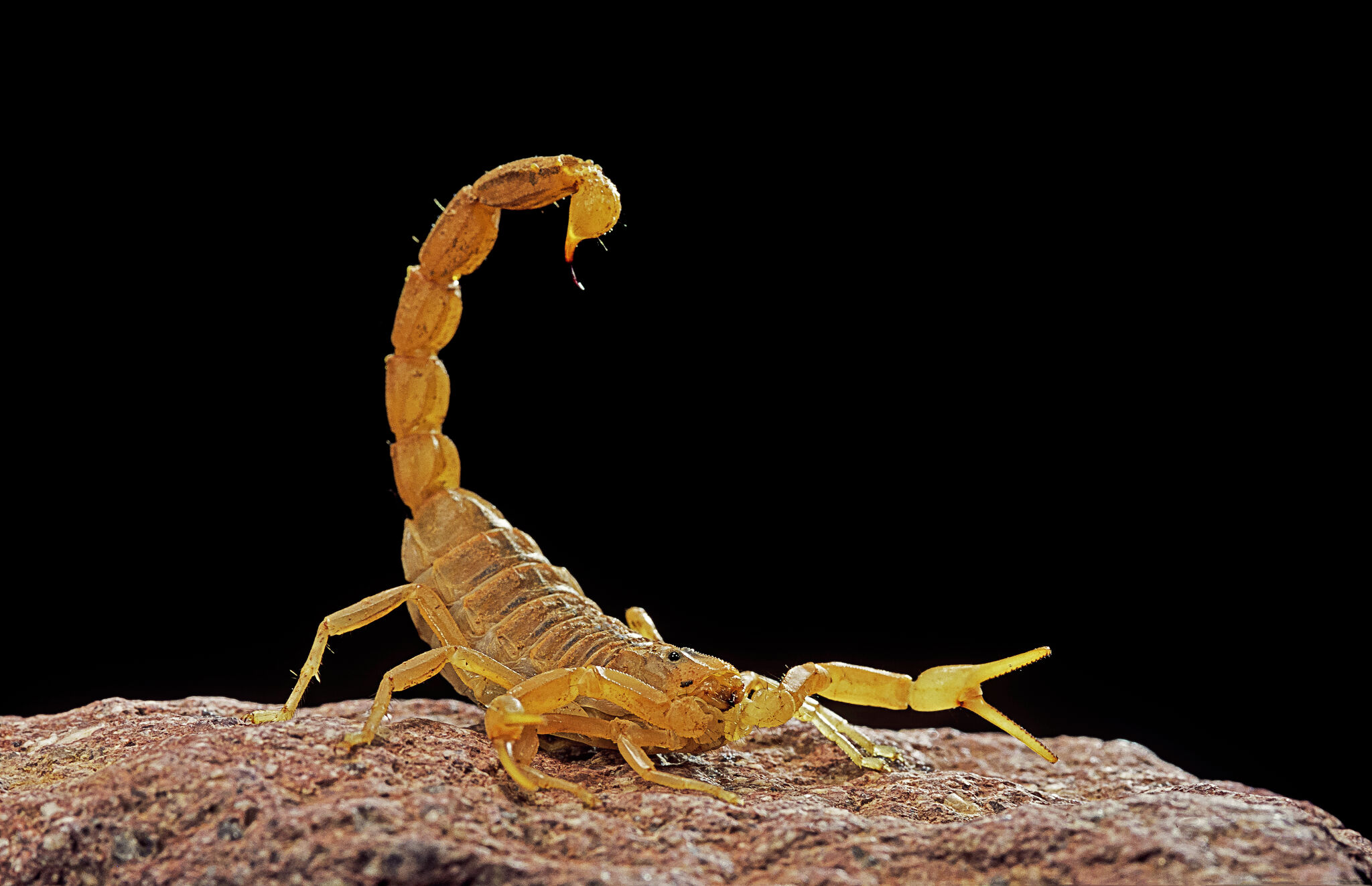 Texas scorpion guide: Identification and prevention tips
