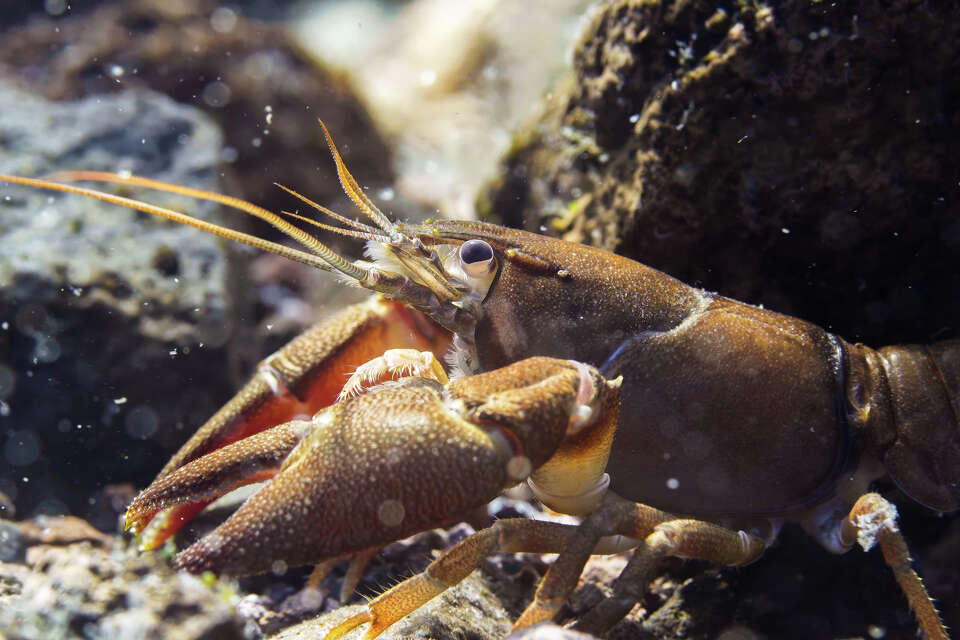 'Dire situation': Nonprofit sues to save species unique to Crater Lake