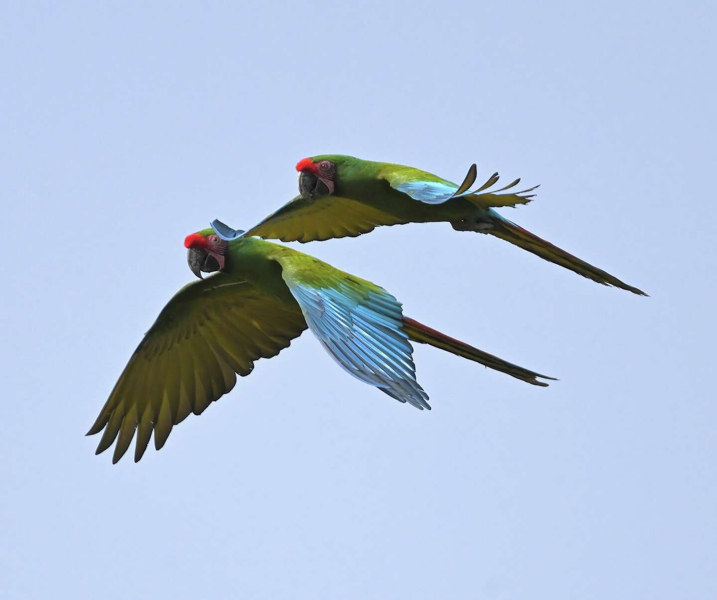 Rare military macaws make surprising visit to Texas national park