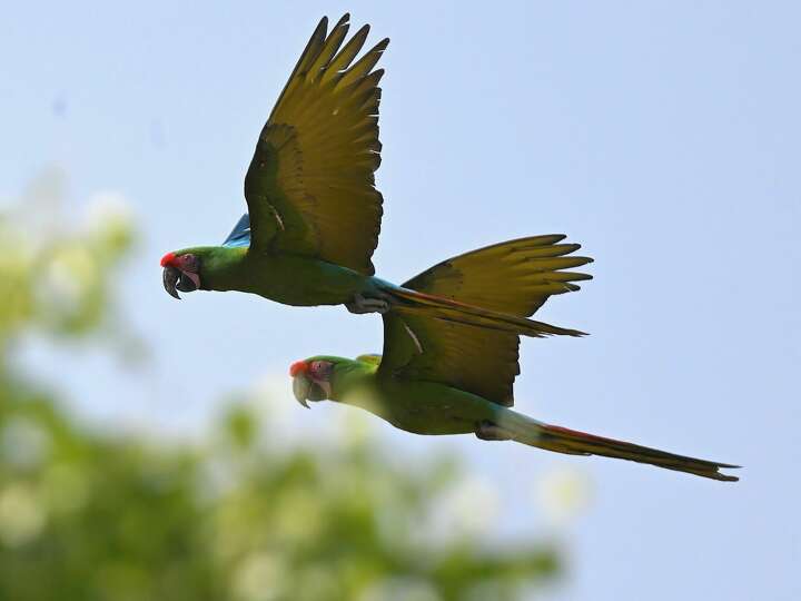 Rare military macaws make surprising visit to Texas national park