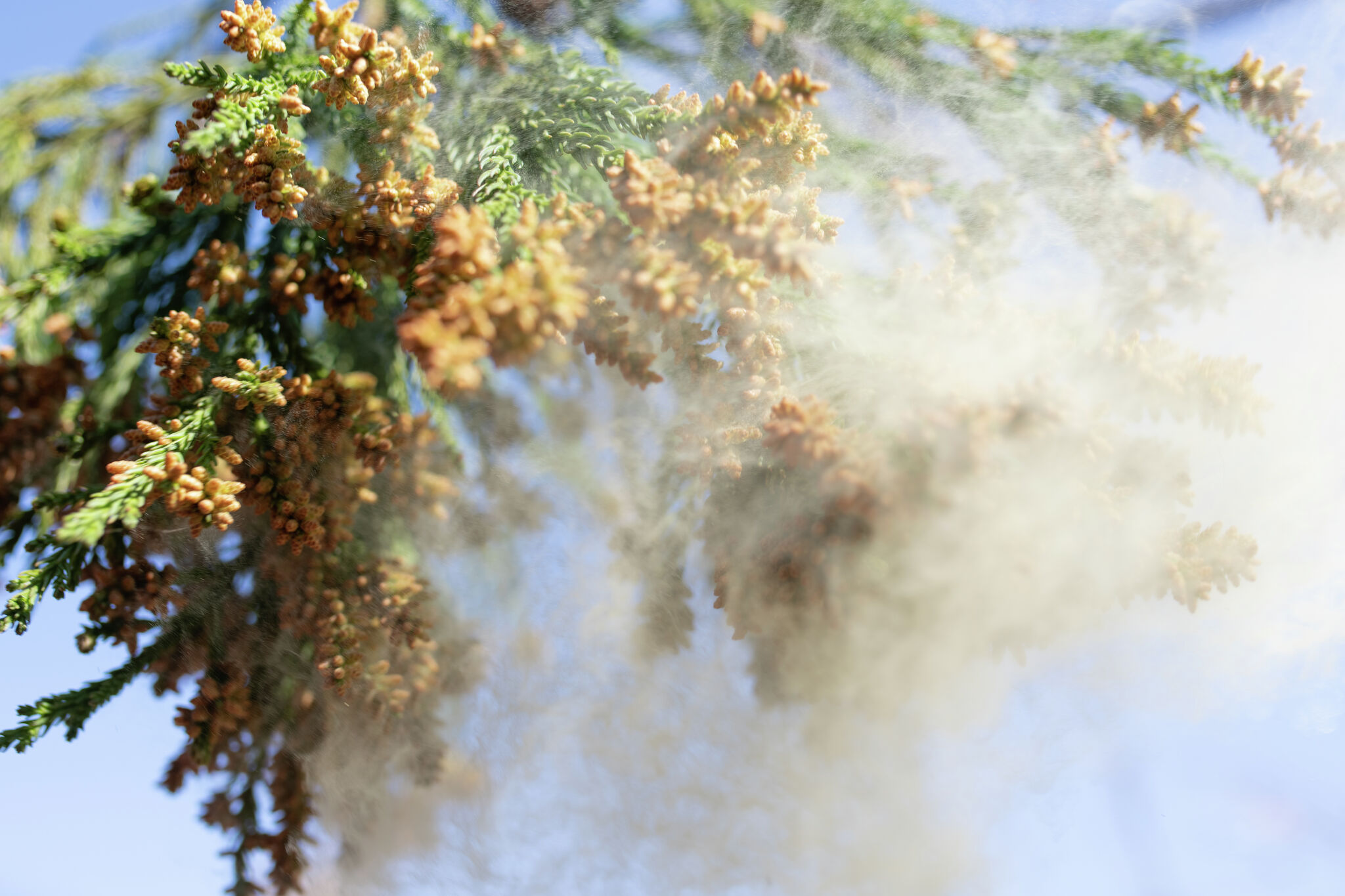 New Texas bills could clear the way for cedar tree removals