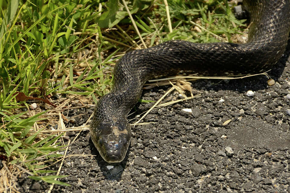 Top 5 snakes you may encounter while tubing this season in Texas