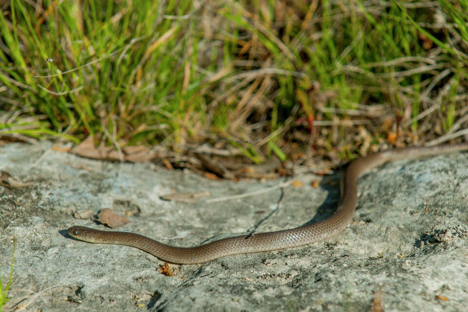 Top 5 snakes you may encounter while tubing this season in Texas