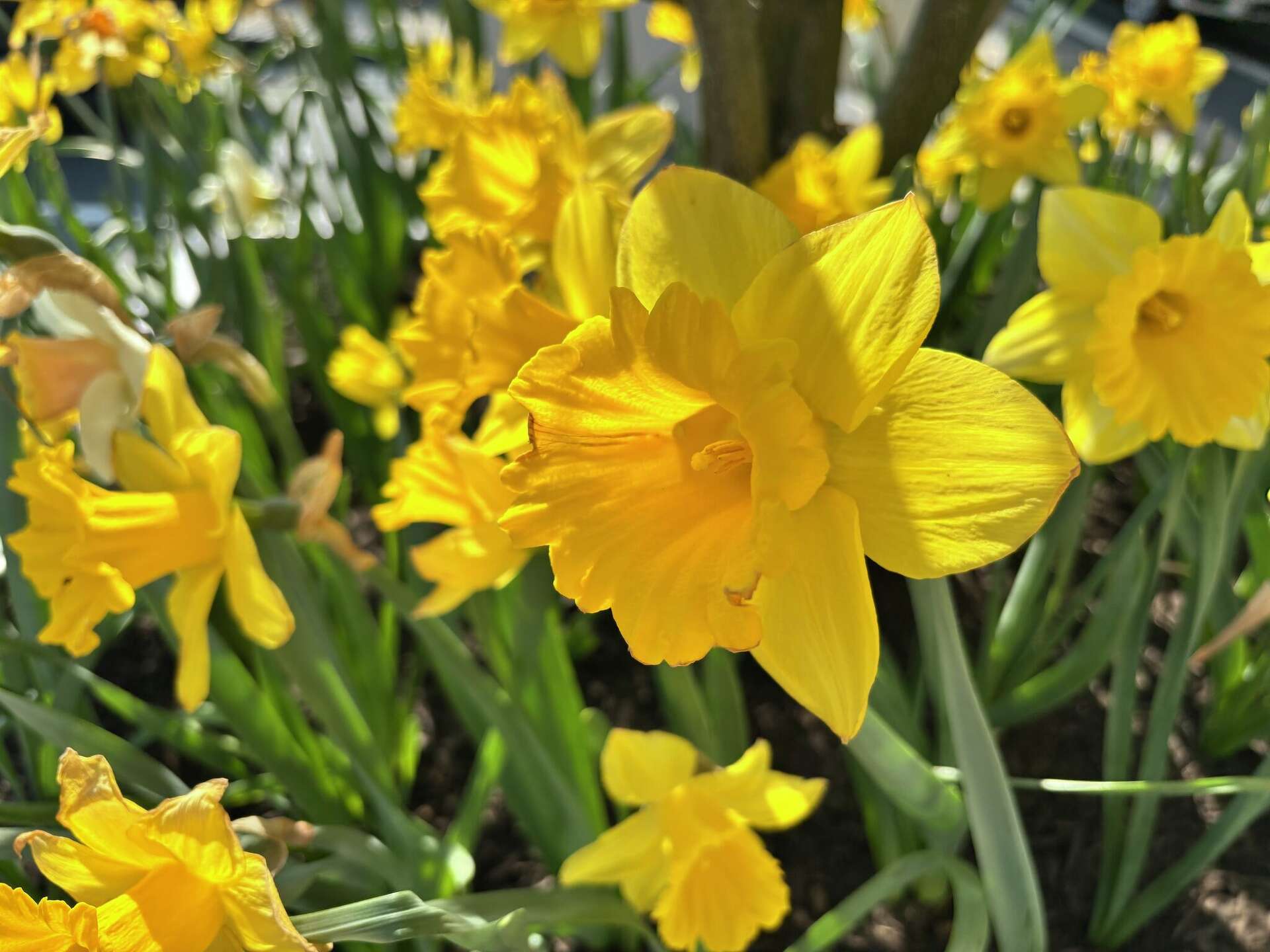Late daffodil, tulip bloom leads to 'great flower season' in CT