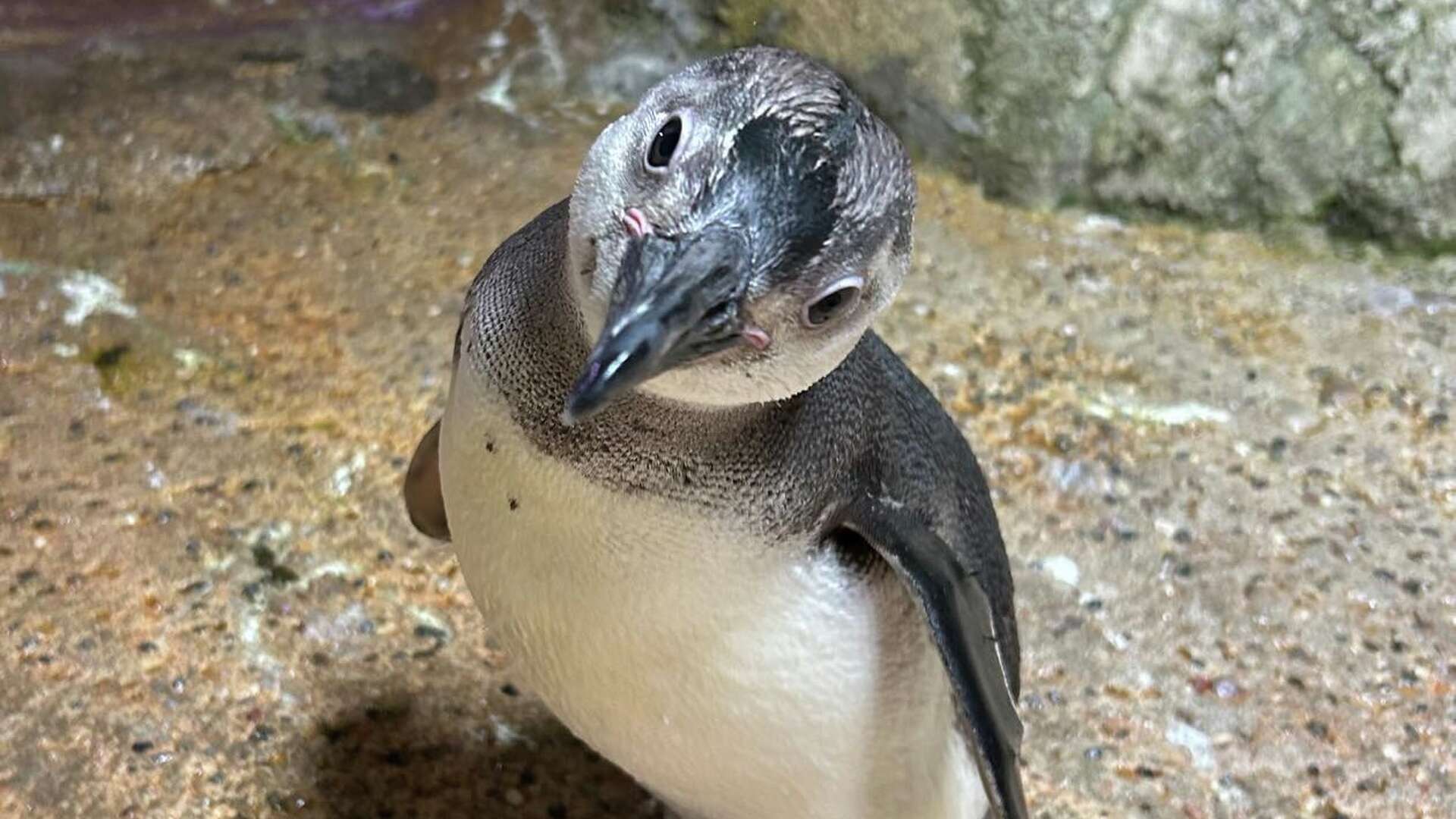 Phil the penguin wins international popularity contest