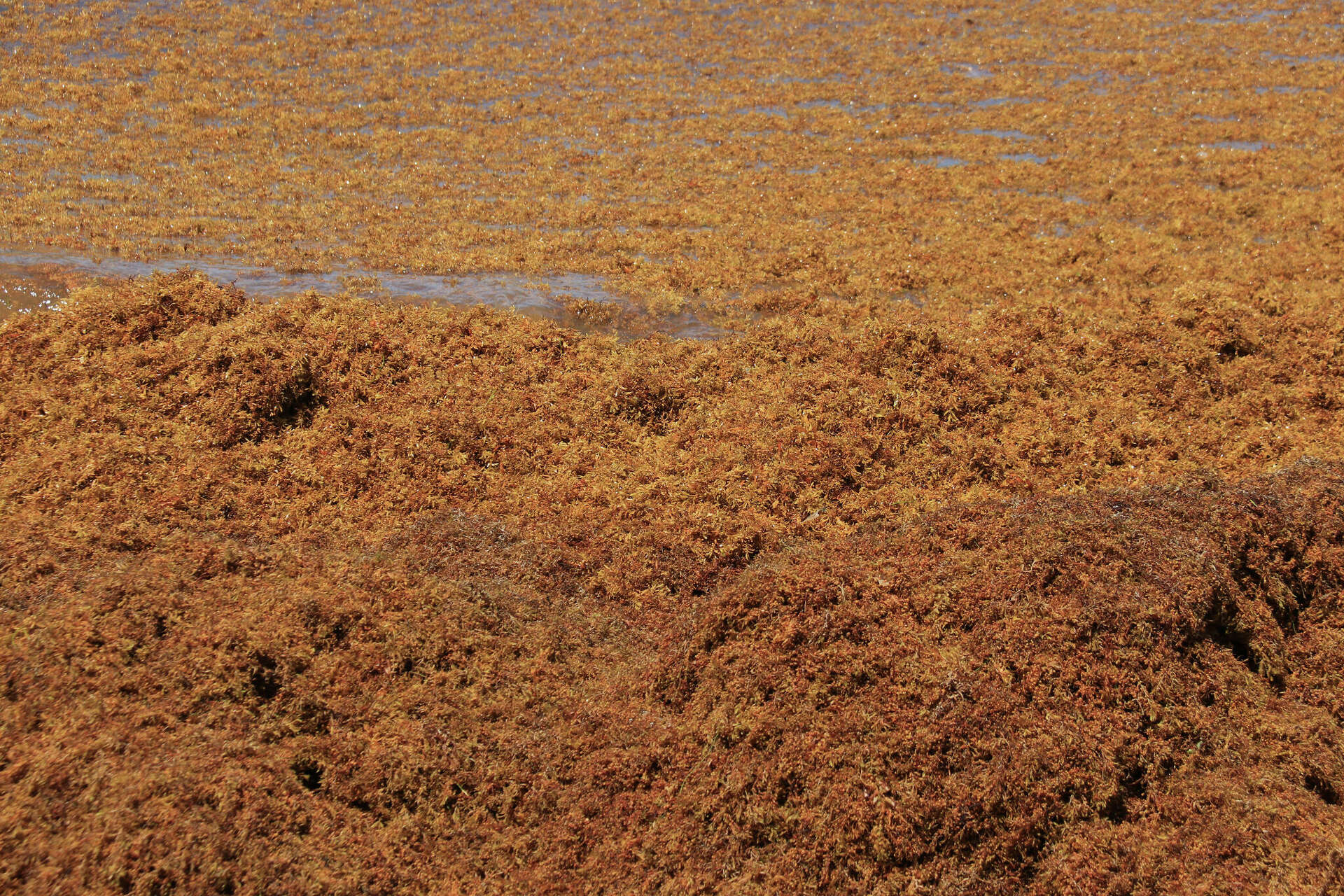 Invasion of sargassum seaweed makes a smelly mess in Texas
