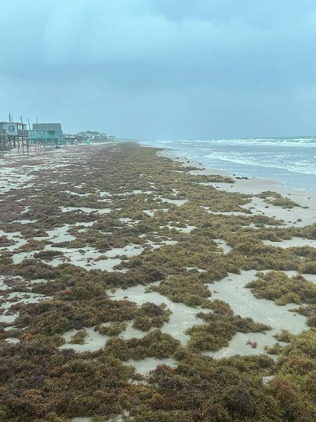 Invasion of sargassum seaweed makes a smelly mess in Texas