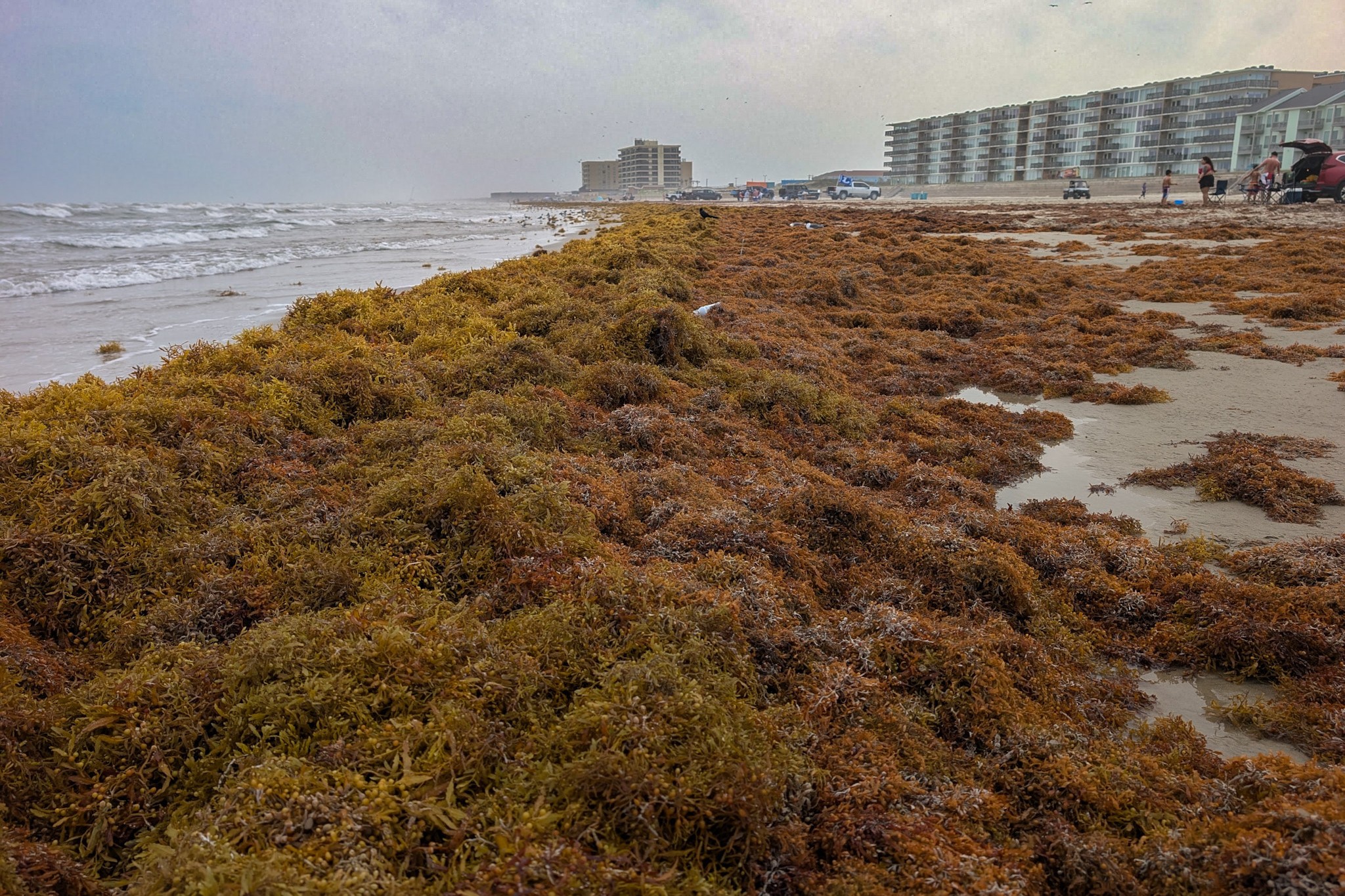 Invasion of sargassum seaweed makes a smelly mess in Texas