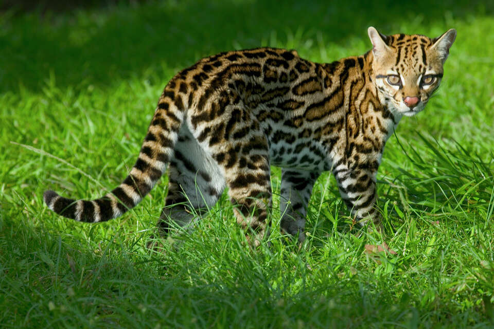 Rare ocelots make a quiet return to Texas wildlife refuge