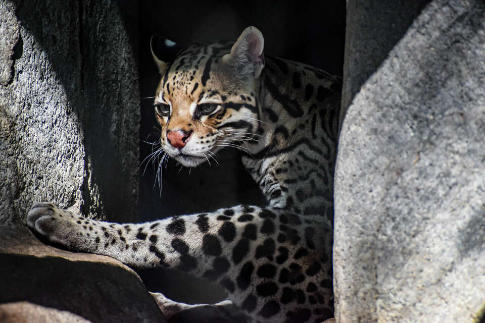 Rare ocelots make a quiet return to Texas wildlife refuge