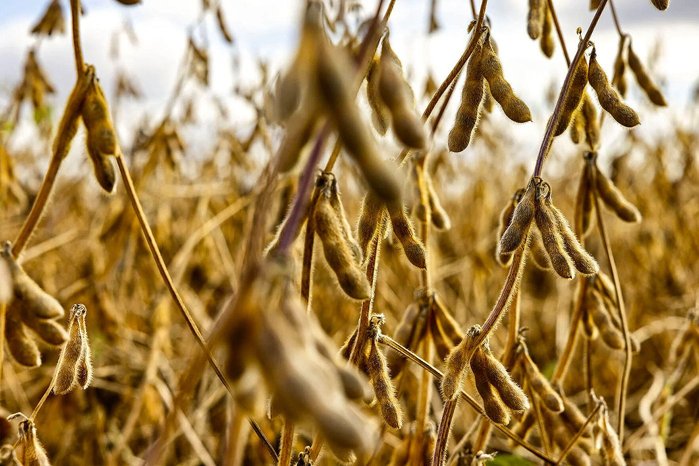 Soybeans could take crown for farm profits this season