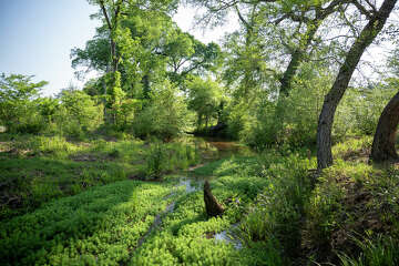 Texas creates massive new wildlife area in conservation win
