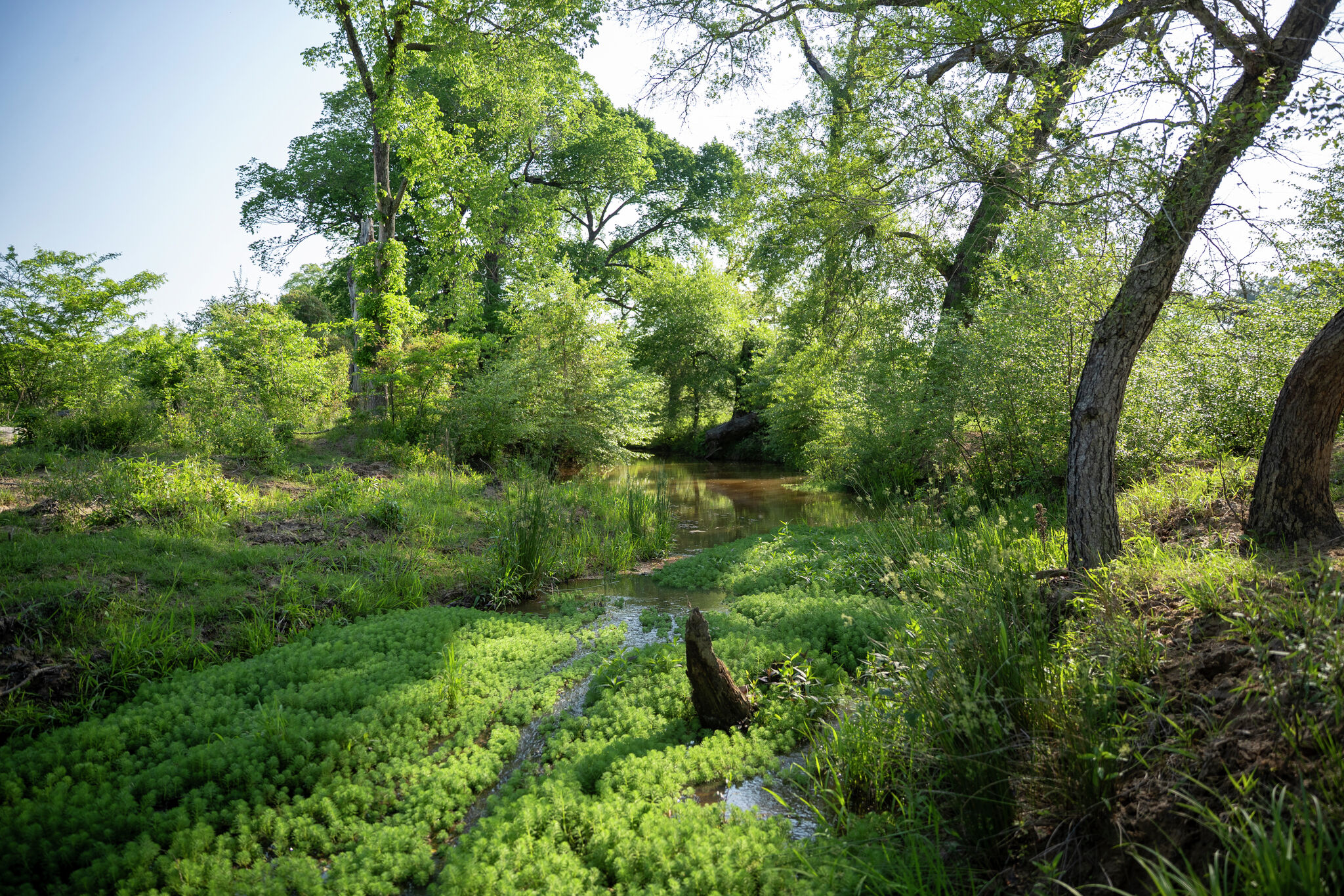 Texas creates massive new wildlife area in conservation win