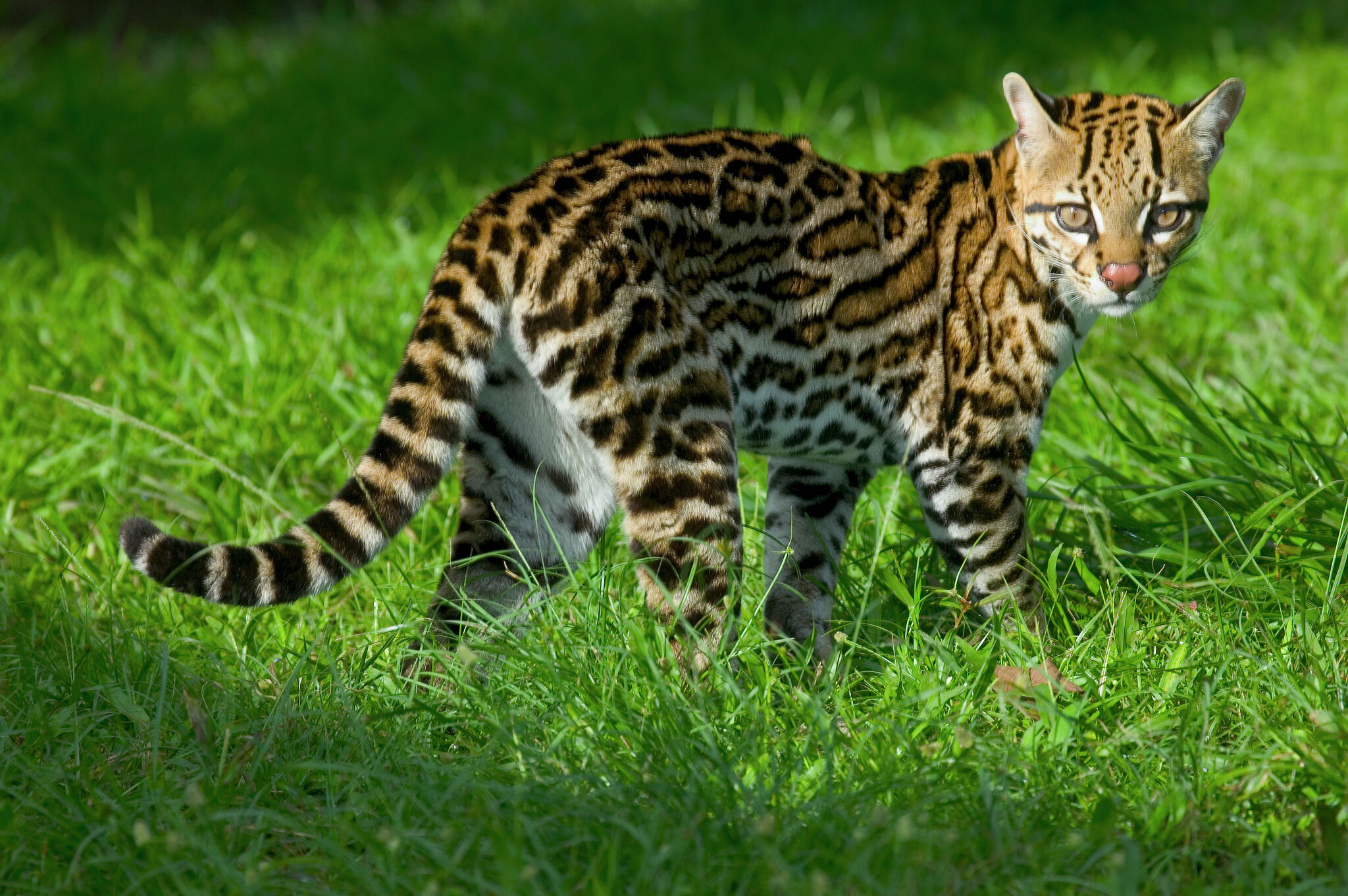 Record number of ocelots spotted in South Texas wildlife refuge