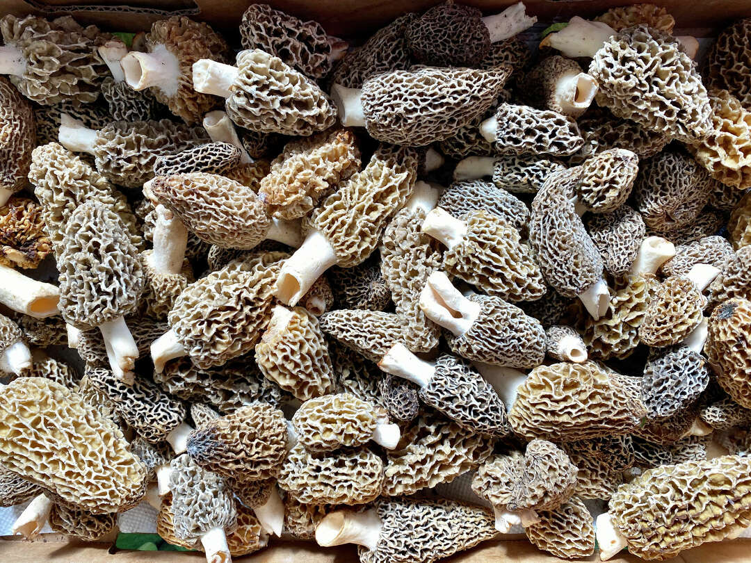 Morel mushroom treasure hunt begins, Michigan DNR releases map
