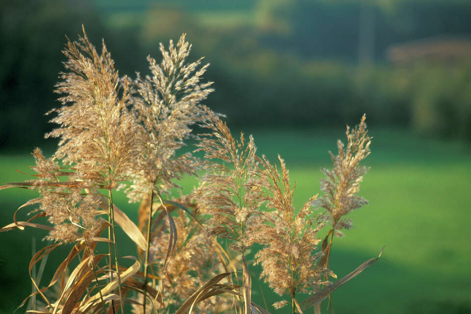 Invasive plants to look out for this spring in Connecticut