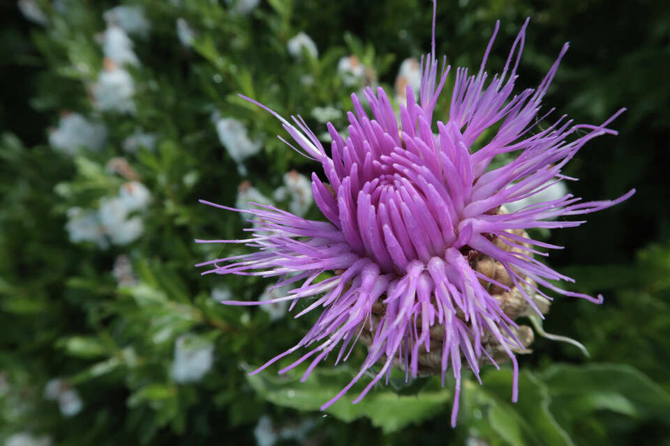 Invasive plants to look out for this spring in Connecticut