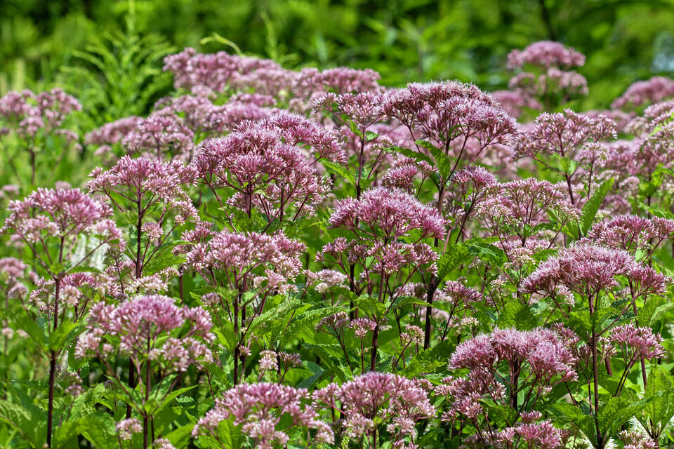 Invasive plants to look out for this spring in Connecticut