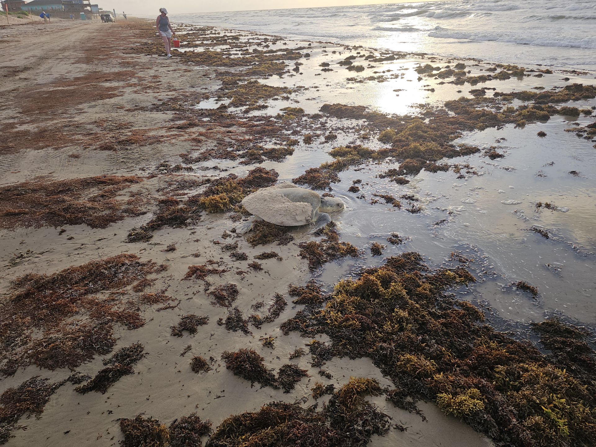Tiny tracks in the sand lead to big discovery on Texas beach