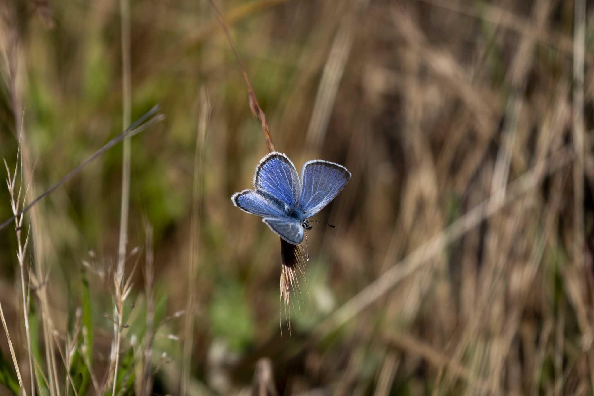 San Francisco’s Presidio gets relatives of extinct blue butterfly
