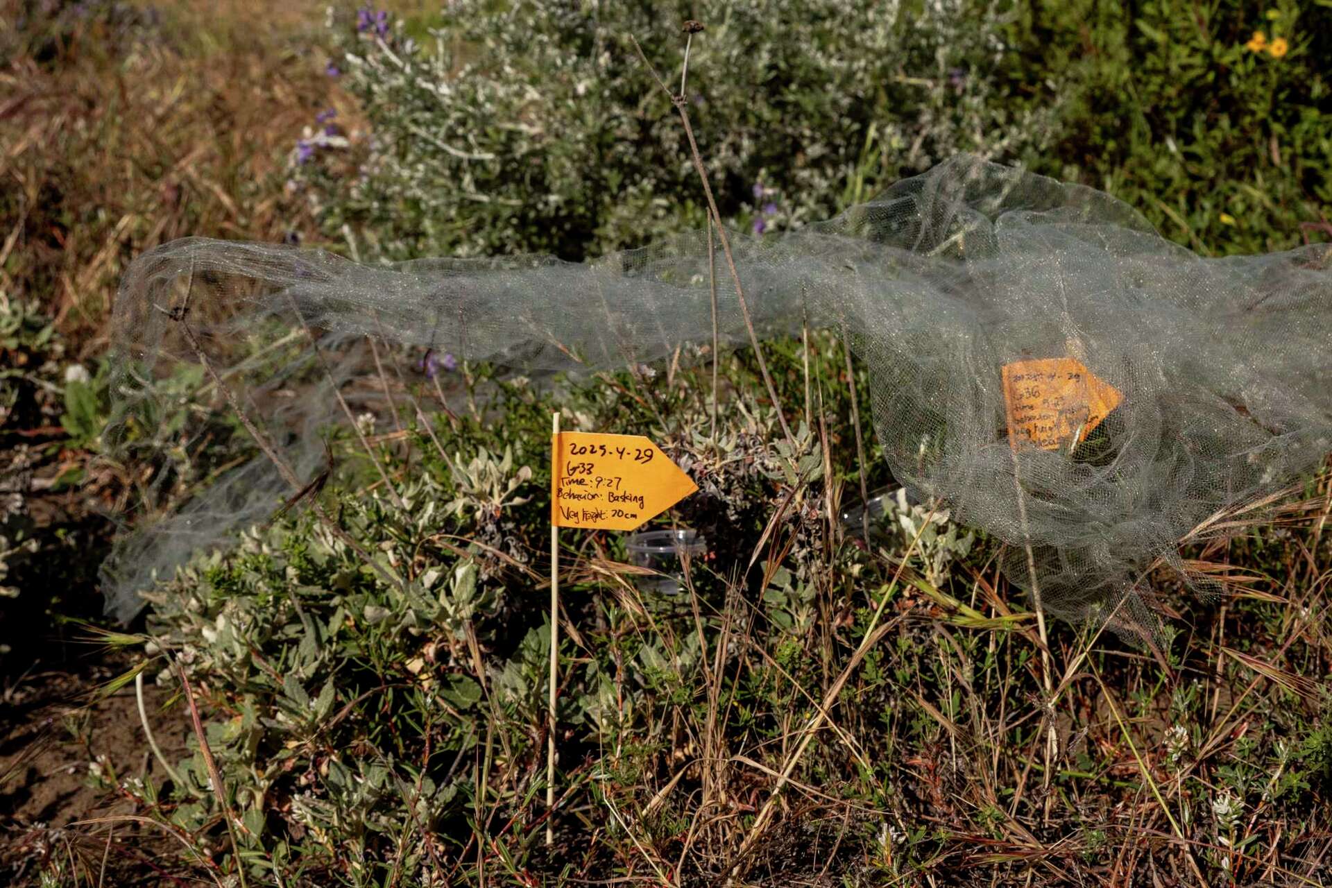 San Francisco’s Presidio gets relatives of extinct blue butterfly