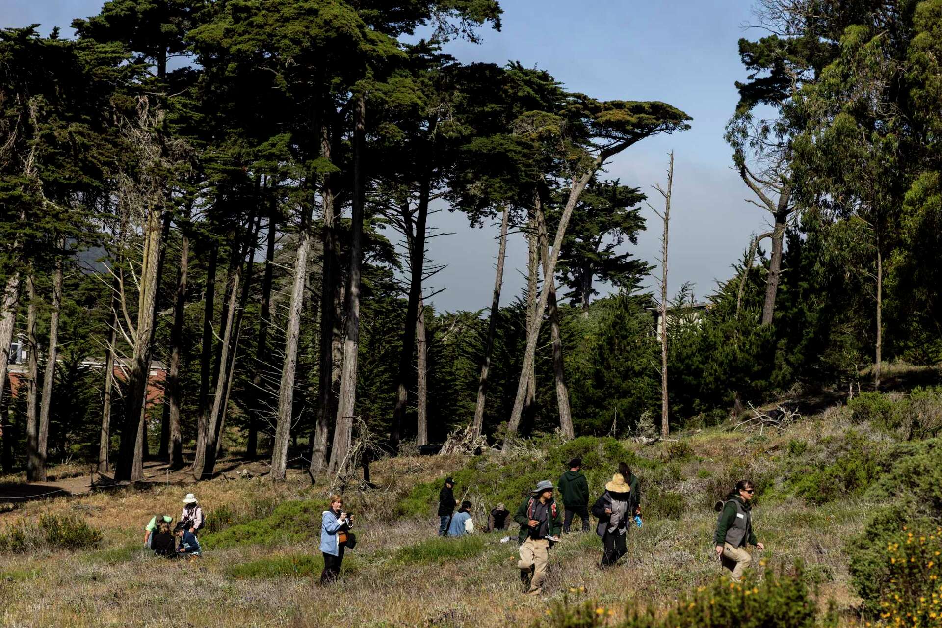 San Francisco’s Presidio gets relatives of extinct blue butterfly