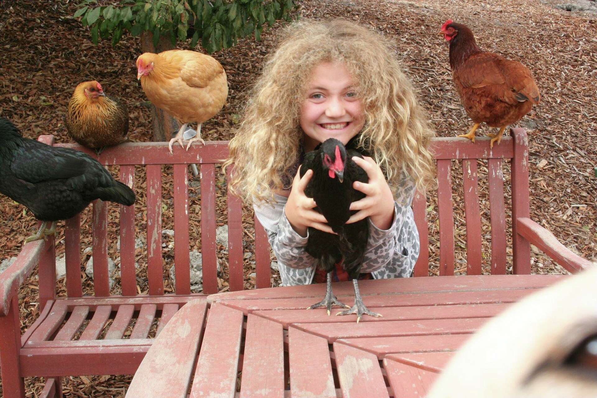 California student could go to prison for ‘rescuing’ 4 chickens