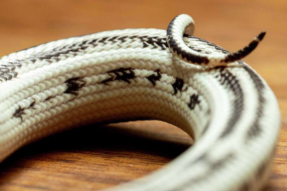 A Berkeley pet store hatched a very rare reptile: A two-headed snake