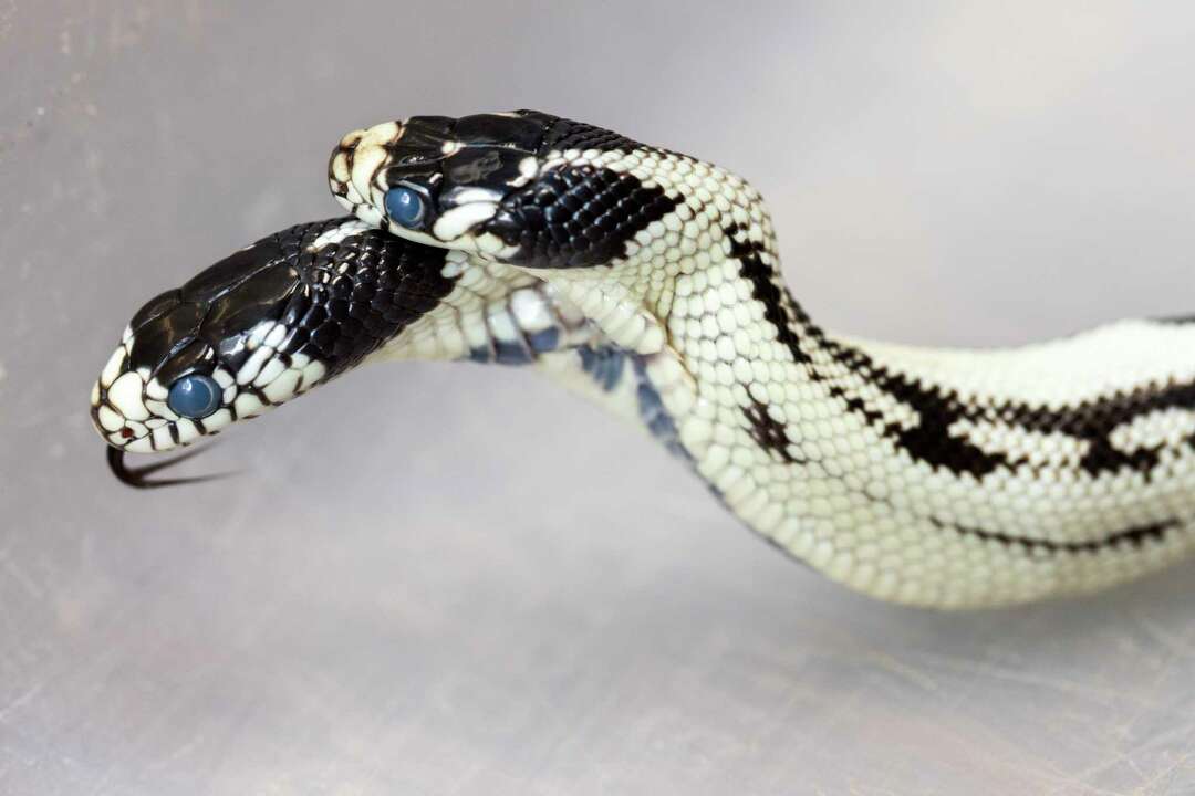A Berkeley pet store hatched a very rare reptile: A two-headed snake