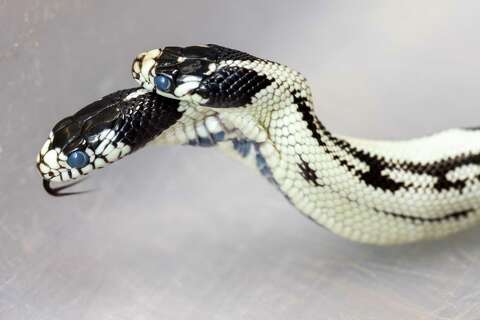 A Berkeley pet store hatched a very rare reptile: A two-headed snake