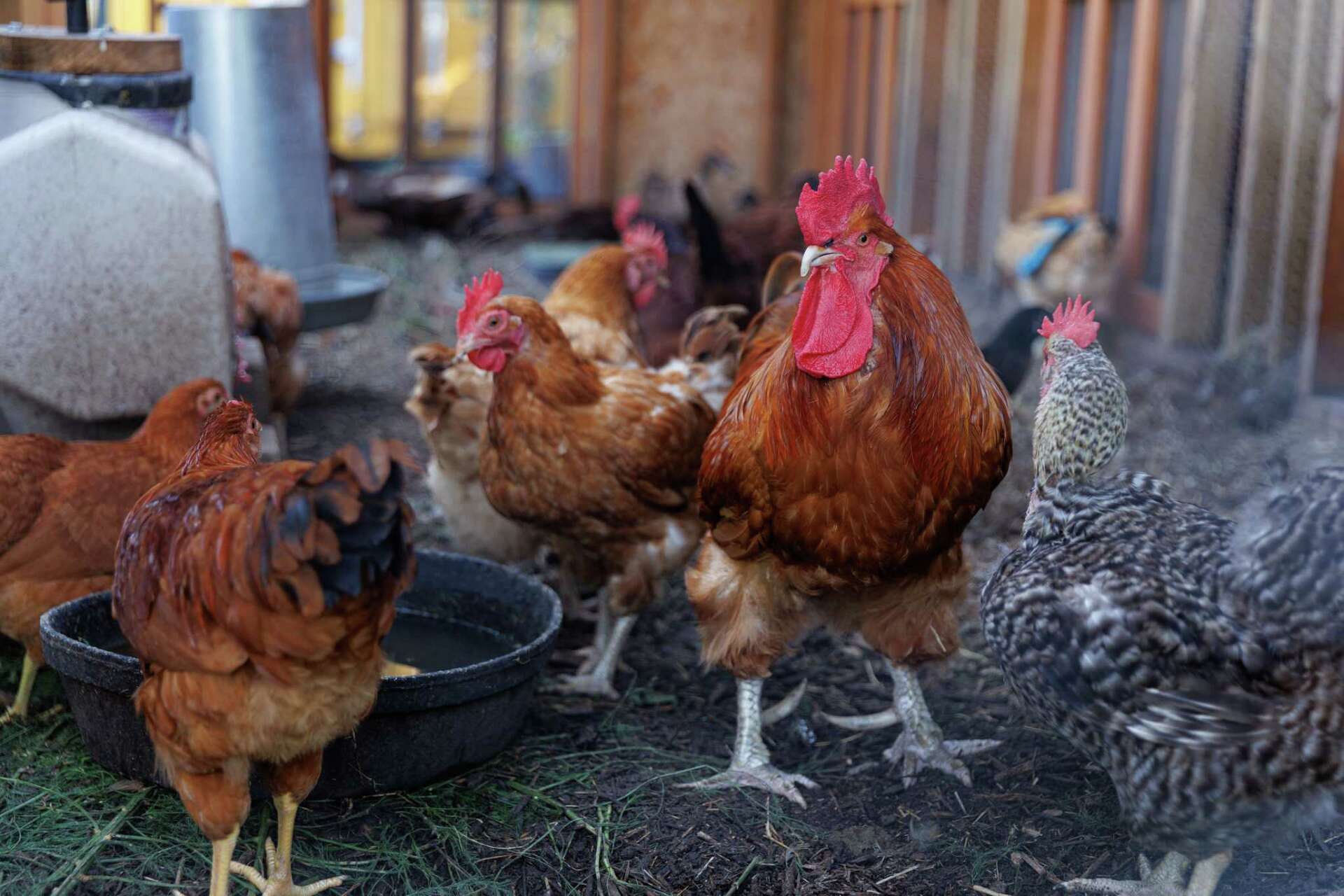 San Antonio farm wants to add housing, short-term rentals