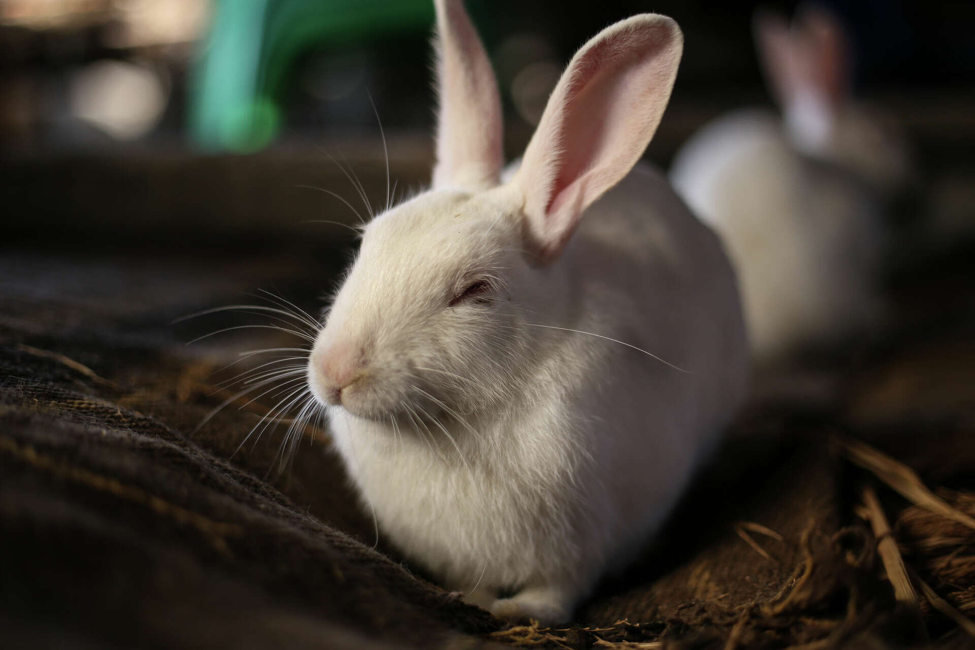 Dead rabbit's head found at Austin-area high school