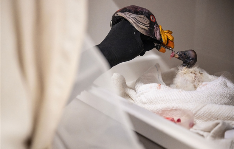 King vulture chick hatched at Bronx Zoo fed by puppet
