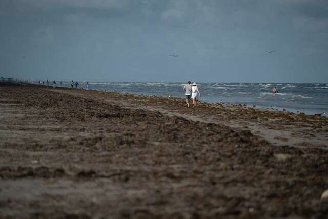 Sargassum seaweed covering Galveston beaches benefits environment