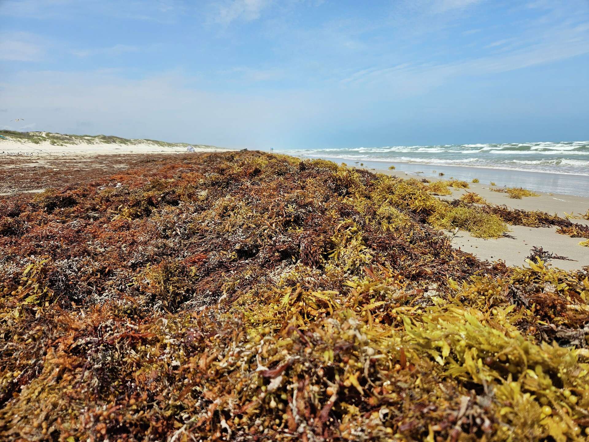 'Massive amounts' of stinky seaweed washing up on Texas beaches